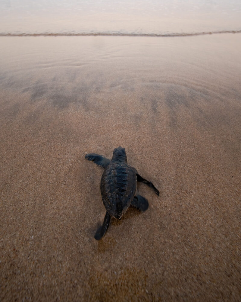 Olive Ridley Hatchlings – Shailza Singhal